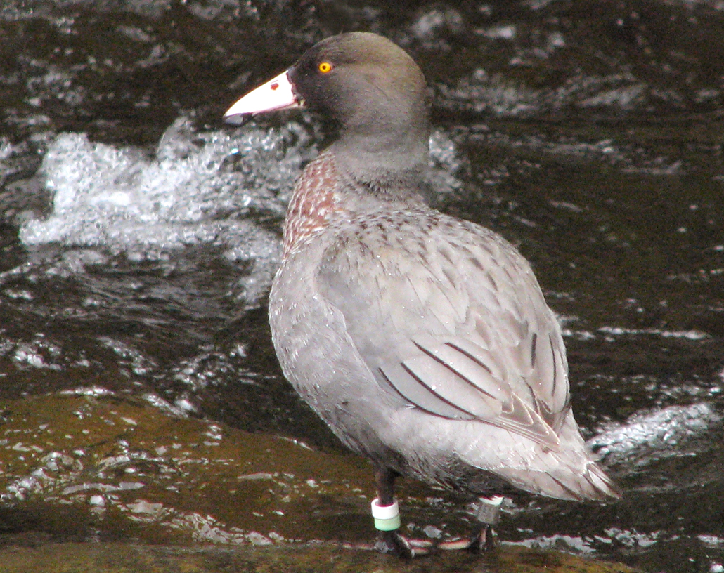 Whio/blue duck. Photo: Herb Christophers. | Conservation blog