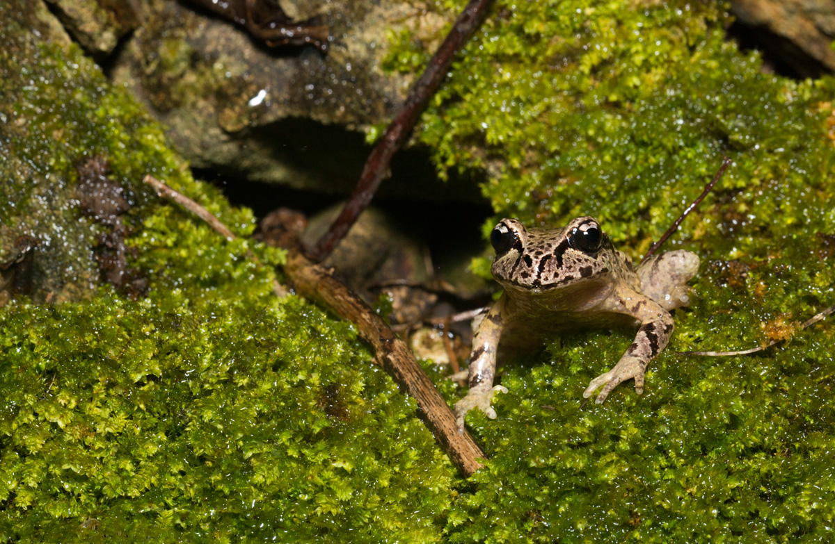 Photo of the week: Hamilton’s frog | Conservation blog