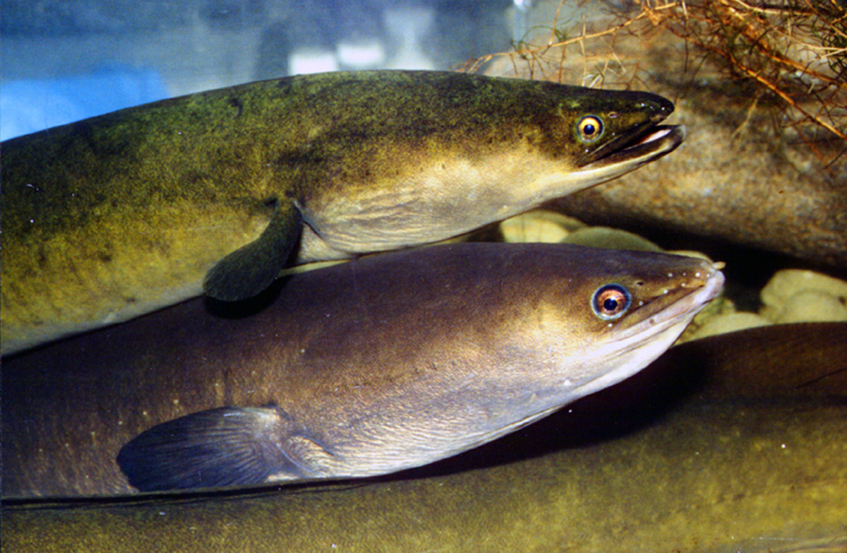 Photo of the week: Shortfinned eels | Conservation blog