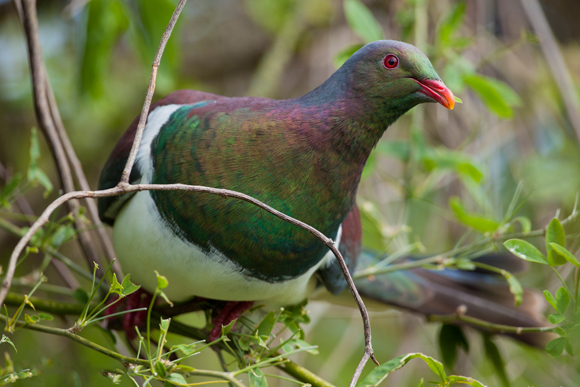 Photo of the week: Kererū – New Zealand’s native pigeon | Conservation blog