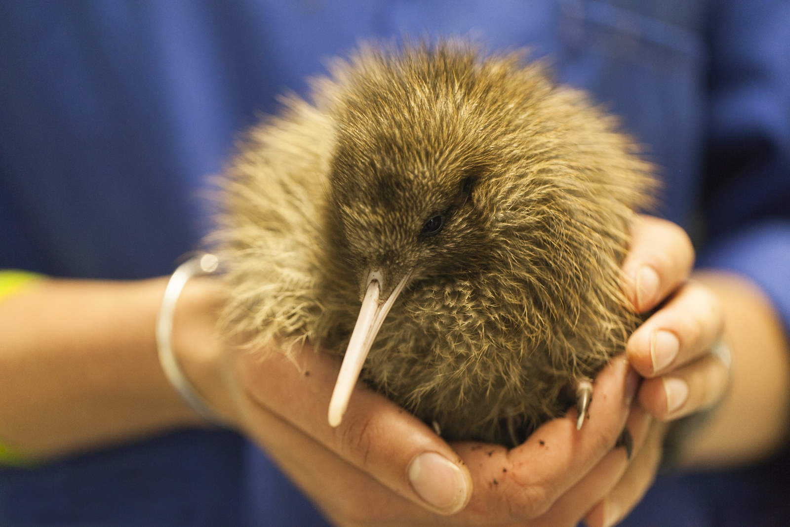 Photo of the week: Haast tokoeka kiwi | Conservation blog