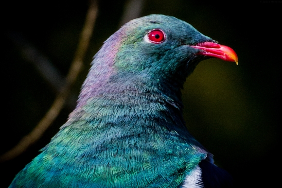 Photo of the week: Kererū at Zealandia | Conservation blog