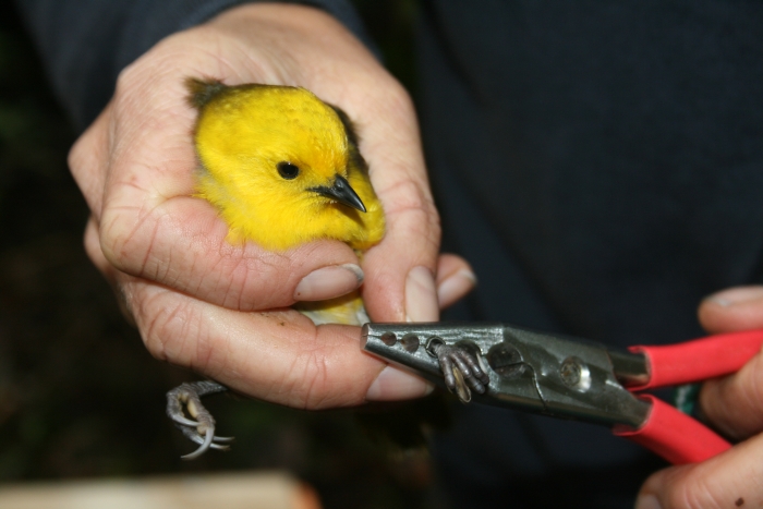 Photo of the week: Mohua move to Coal Island | Conservation blog