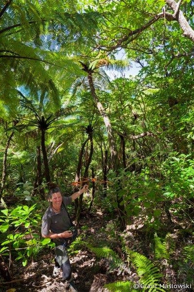 Tracey tracking rowi kiwi through the forest on Motuara. Photo: Grant ...