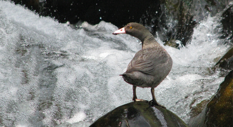 “Find a Whio” and win an adventure | Conservation blog
