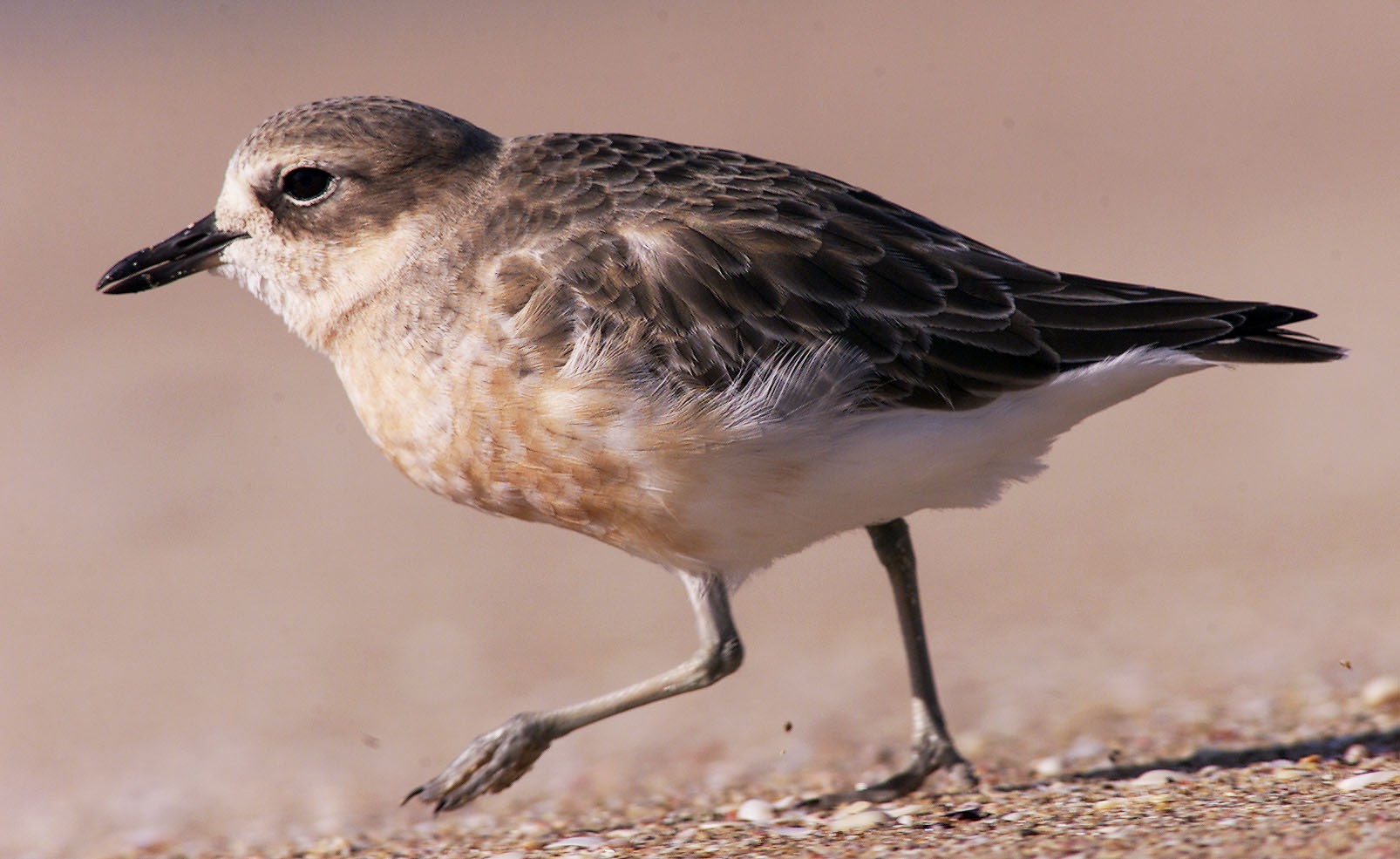 Watching Out For The Rare New Zealand Dotterel Conservation Blog