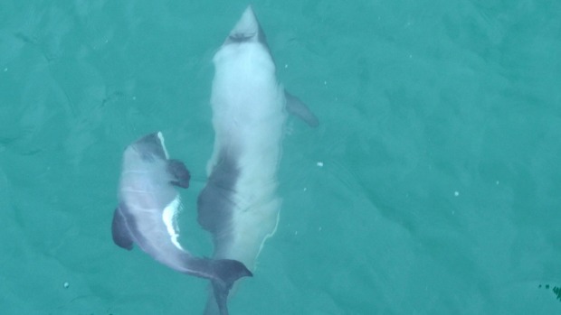 Photo of the week: Hector’s dolphin mother and baby | Conservation blog
