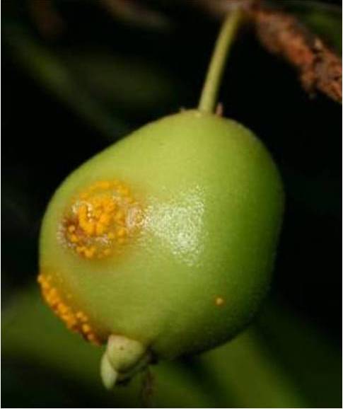 myrtle-rust-fruit | Conservation blog