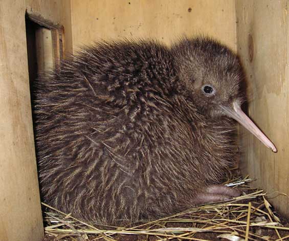 Rowi | Conservation blog