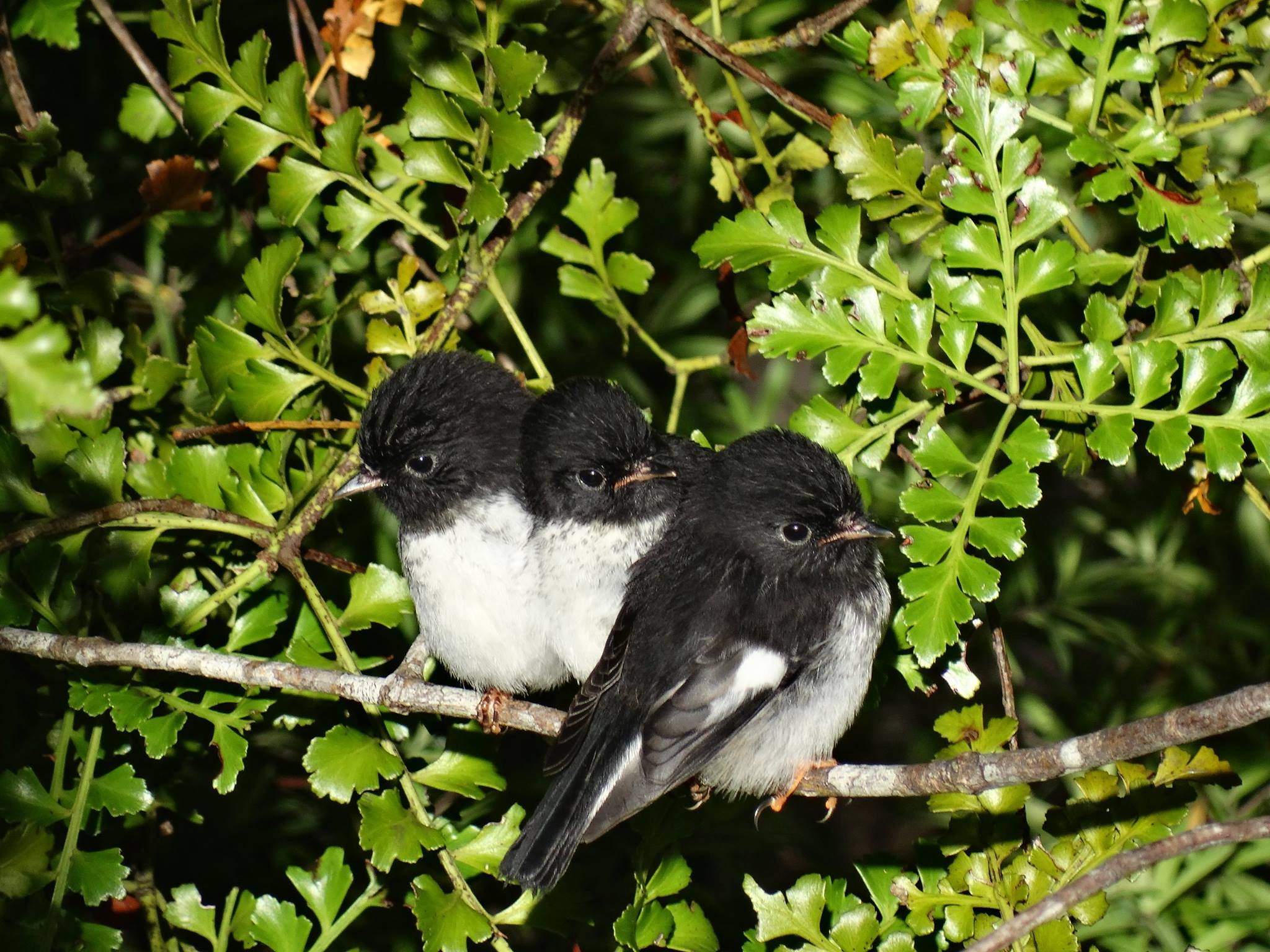 Photo of the week: Baby miromiro | Conservation blog