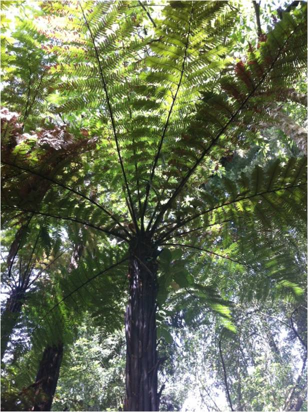 tree-fern/wheki | Conservation blog