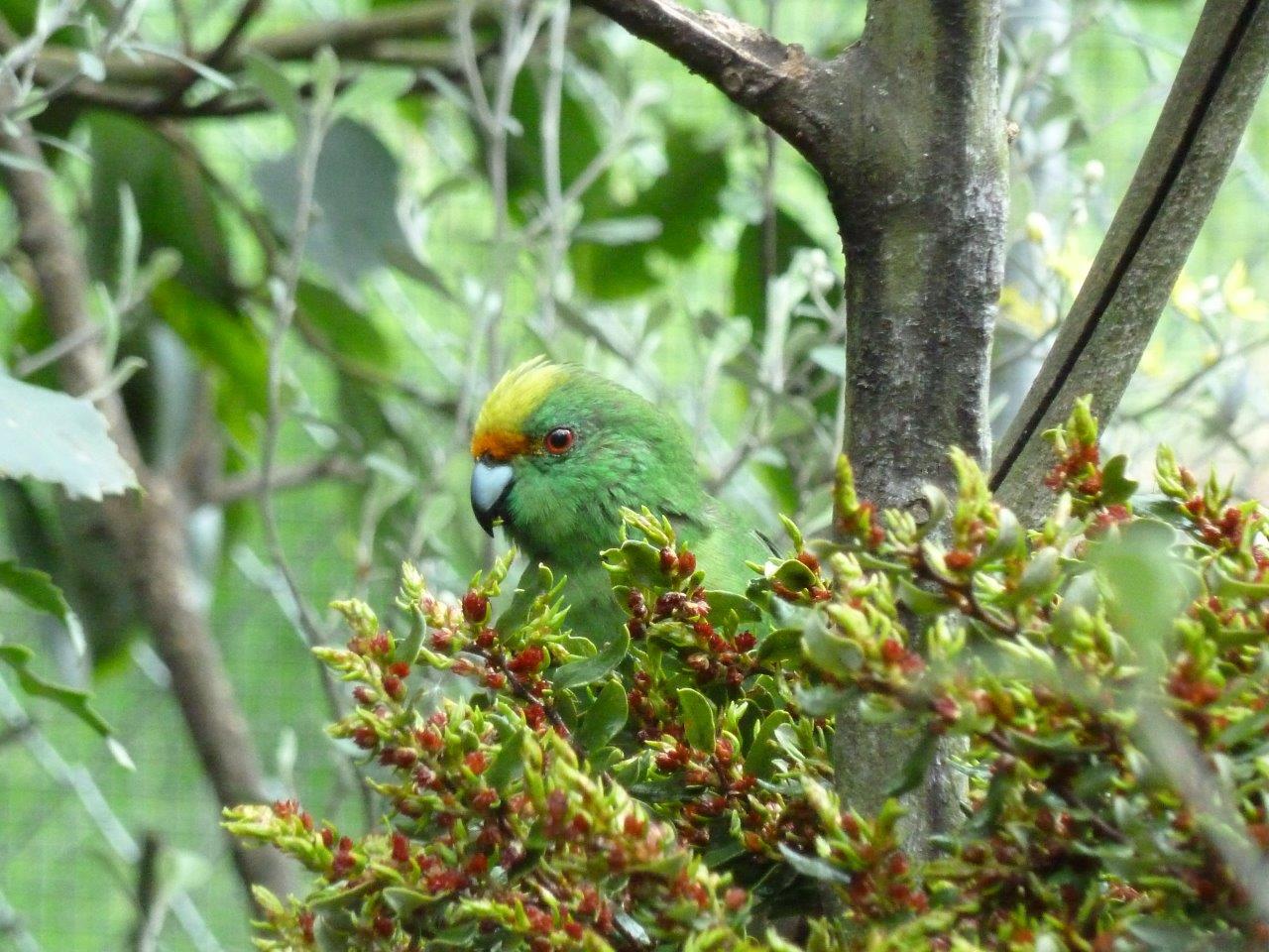 Jobs at DOC: Jamin Barkley, Orange Fronted Parakeet Ranger ...