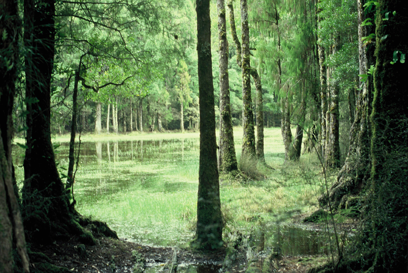 Waihora Lagoon, Pureora Forest Park. Photo: Les Molloy. | Conservation blog