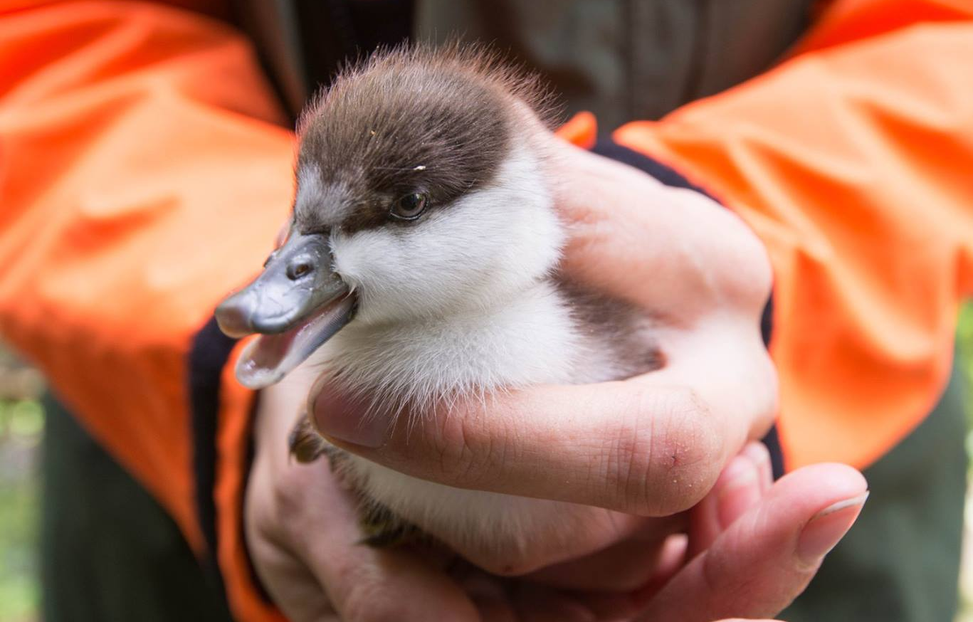 Photo of the week: Paradise shelduck duckling | Conservation blog