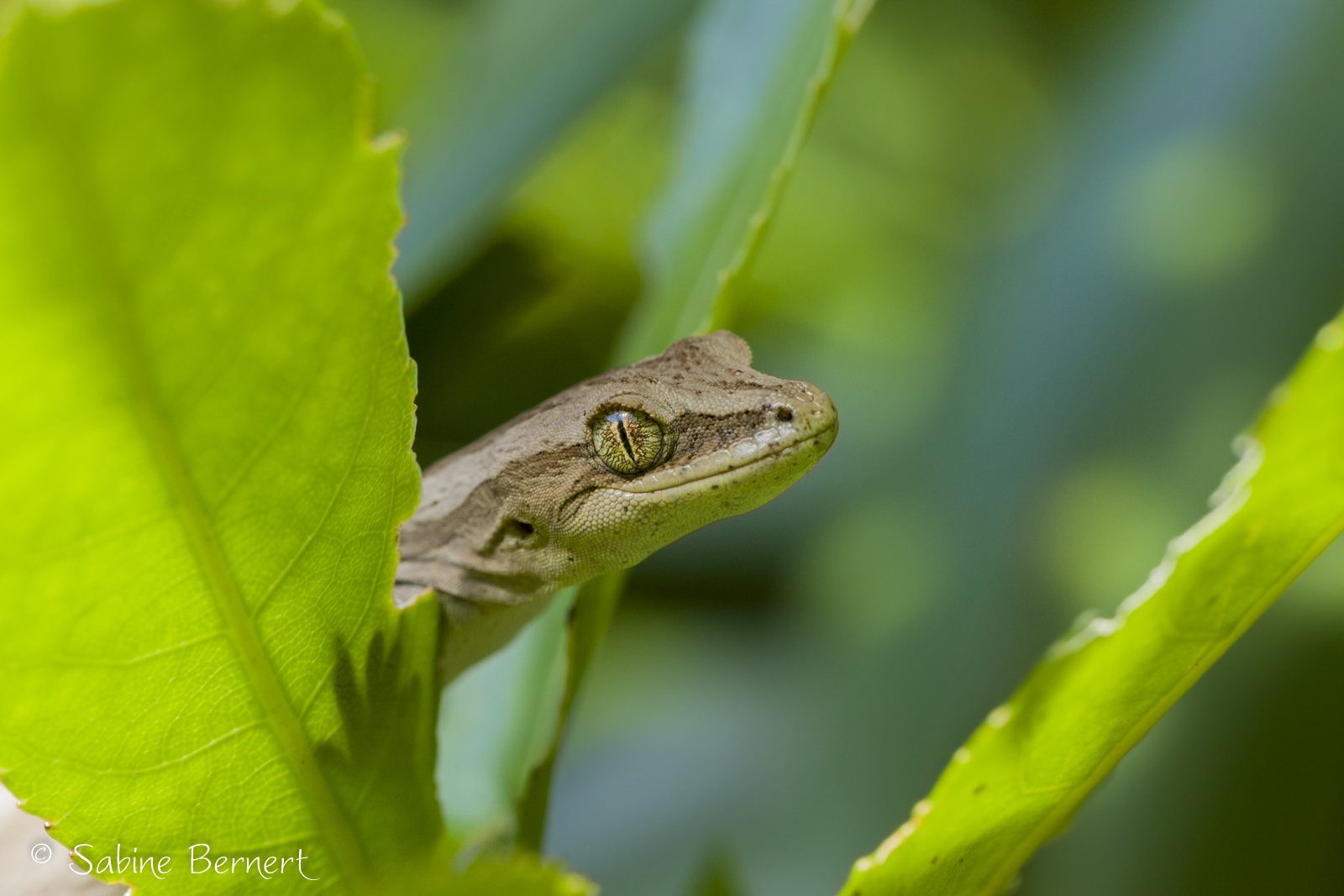 Photo of the week: Cook Strait striped gecko | Conservation blog