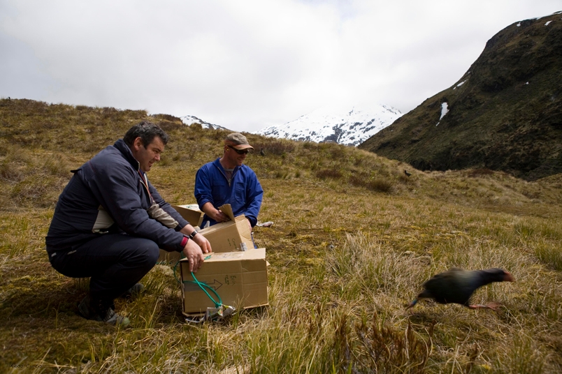 A tribute to the takahē | Conservation blog