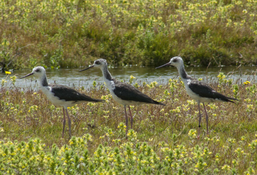 Successful start to the year for our newest kakī | Conservation blog