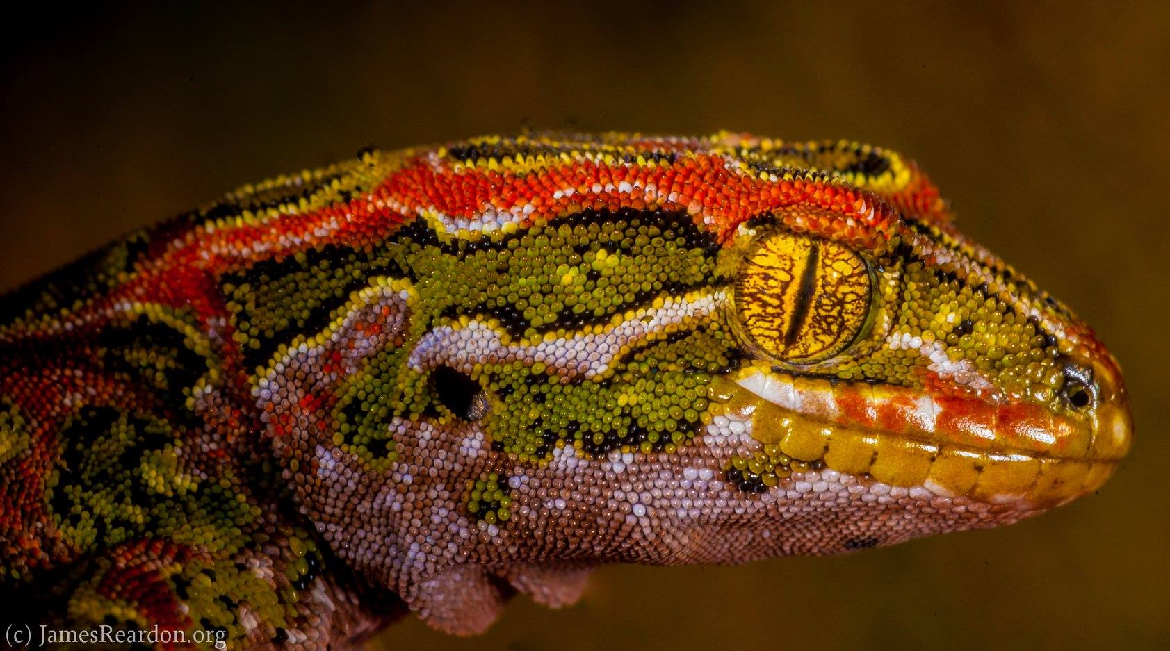 Photo of the week: Harlequin gecko | Conservation blog