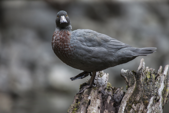 Happy Whio Awareness Month! | Conservation blog