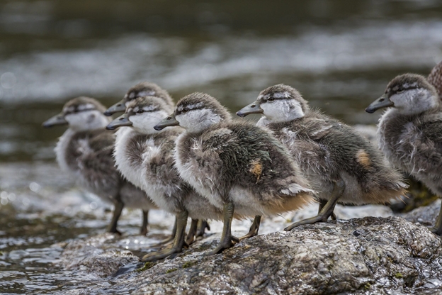 10 things you may not know about whio | Conservation blog