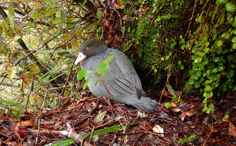 A season helping whio | Conservation blog