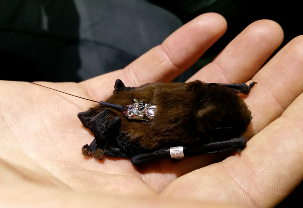 Monitoring Maruia Valley’s long-tailed bats | Conservation blog
