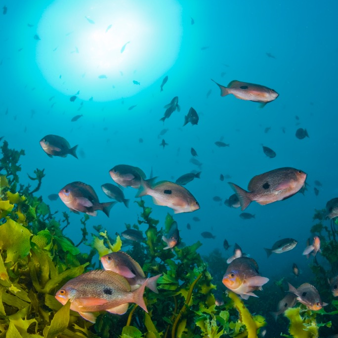 25 years of the Kāpiti Marine Reserve | Conservation blog