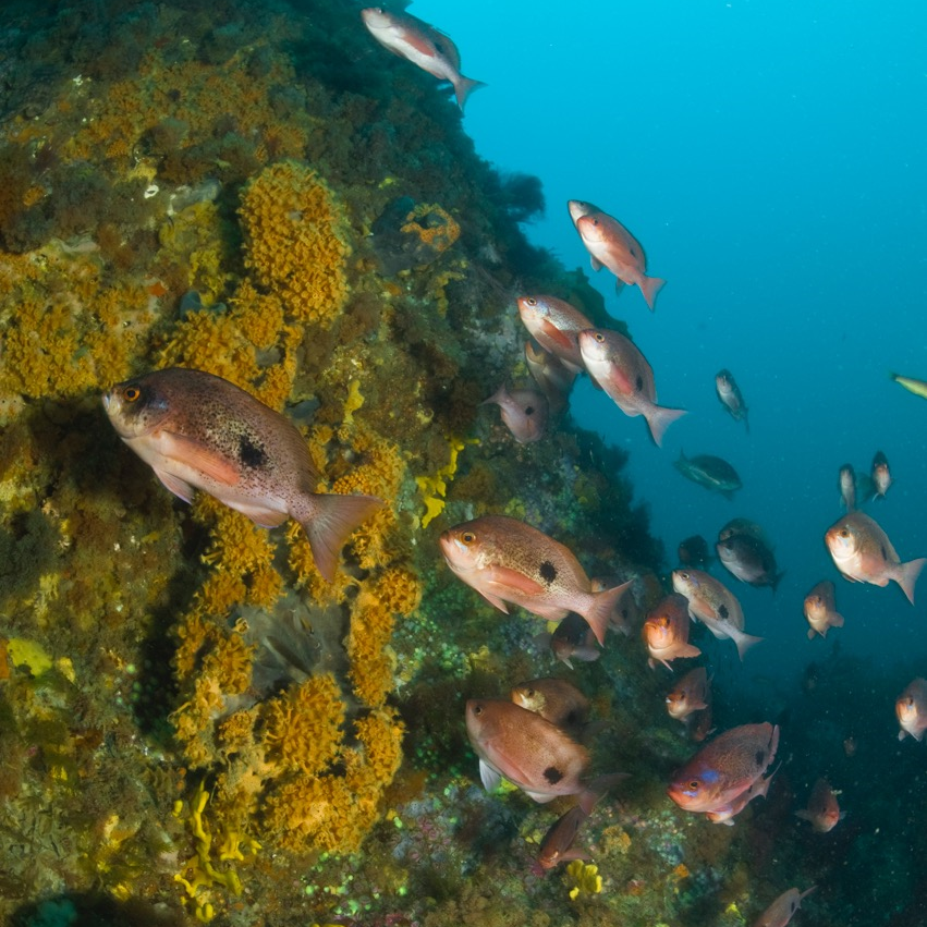 Butterfly perch in Kapiti Marine Reserve. | Conservation blog