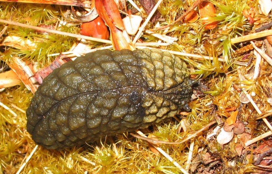 Photo of the week: Leaf-veined slug | Conservation blog