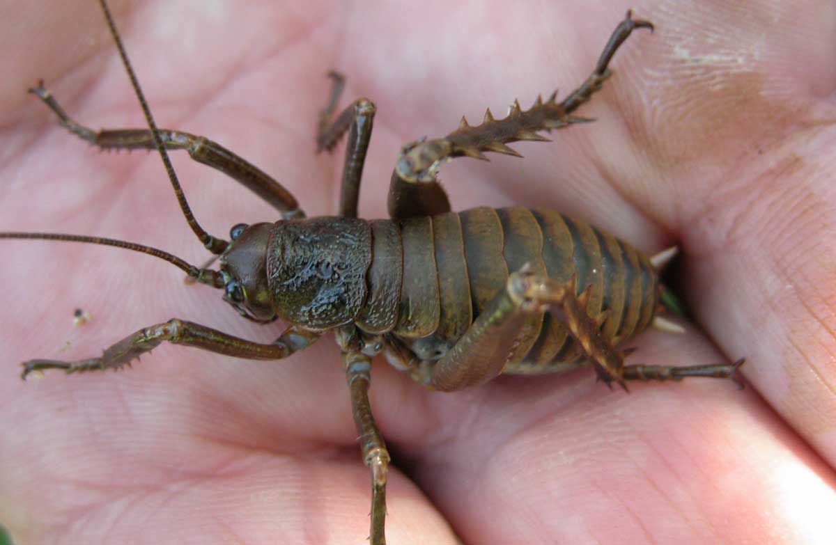9 year old volunteer discovers giant wētā population | Conservation blog