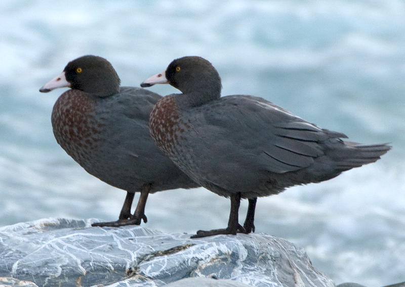 Working together for whio | Conservation blog