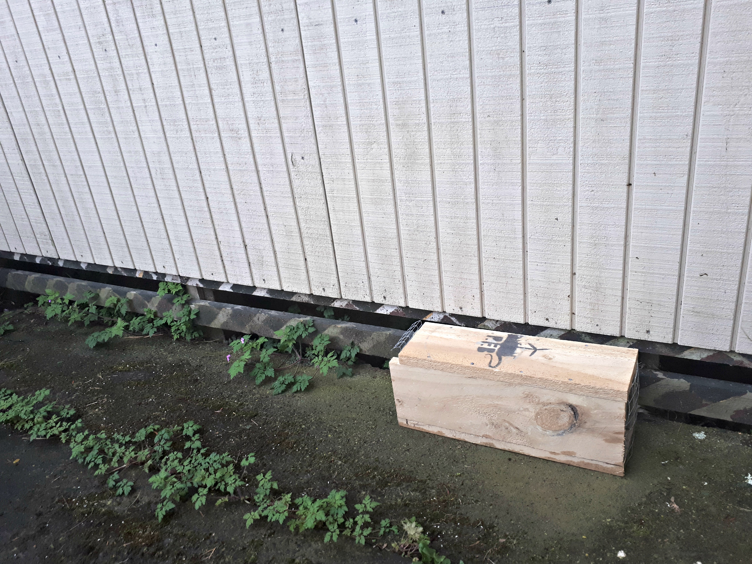 Top tips for backyard trapping | Conservation blog