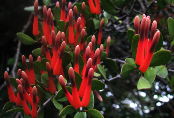 Hunting for native mistletoe this Christmas | Conservation blog