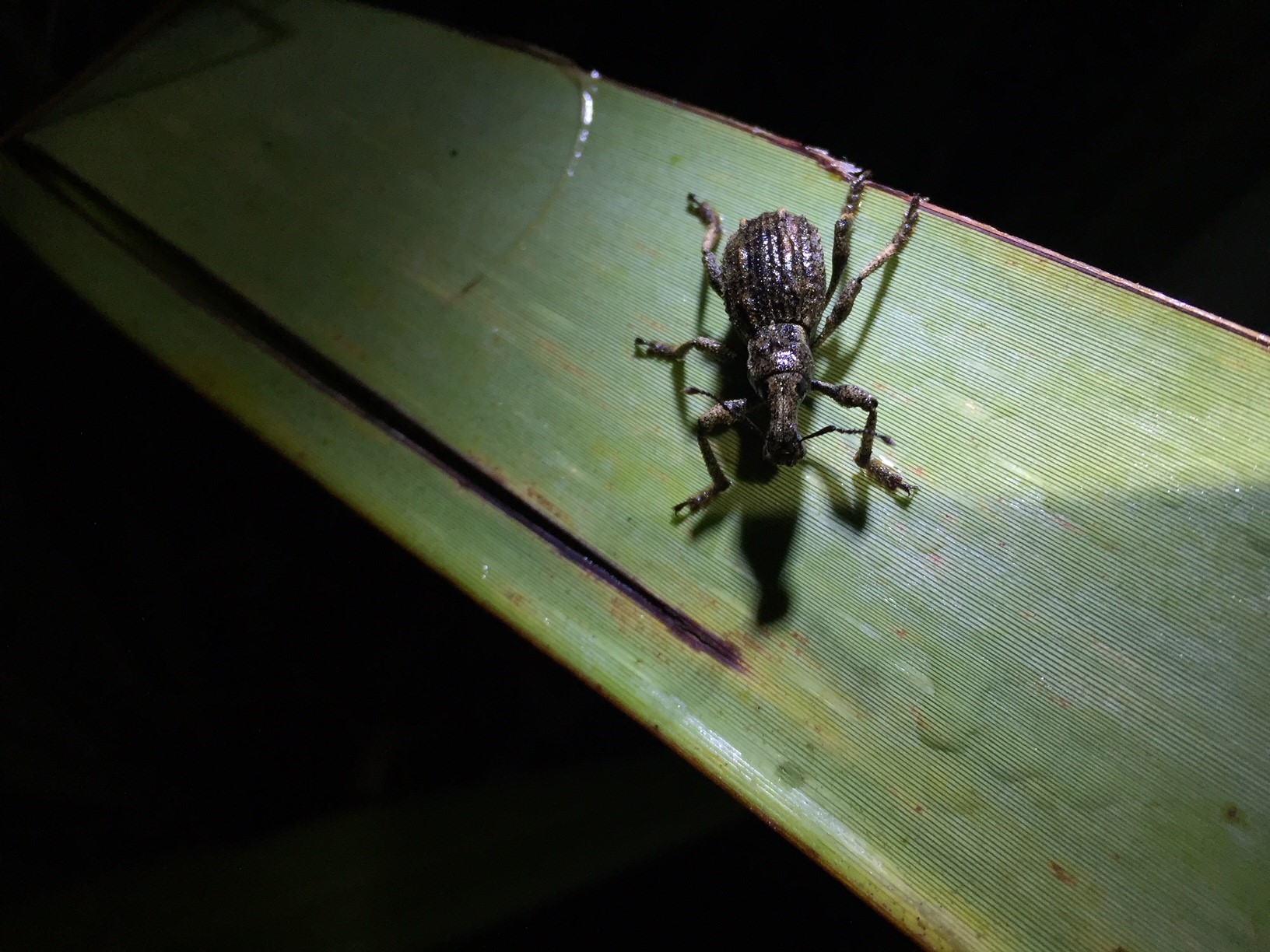 Photo of the week: New Zealand flax weevil | Conservation blog