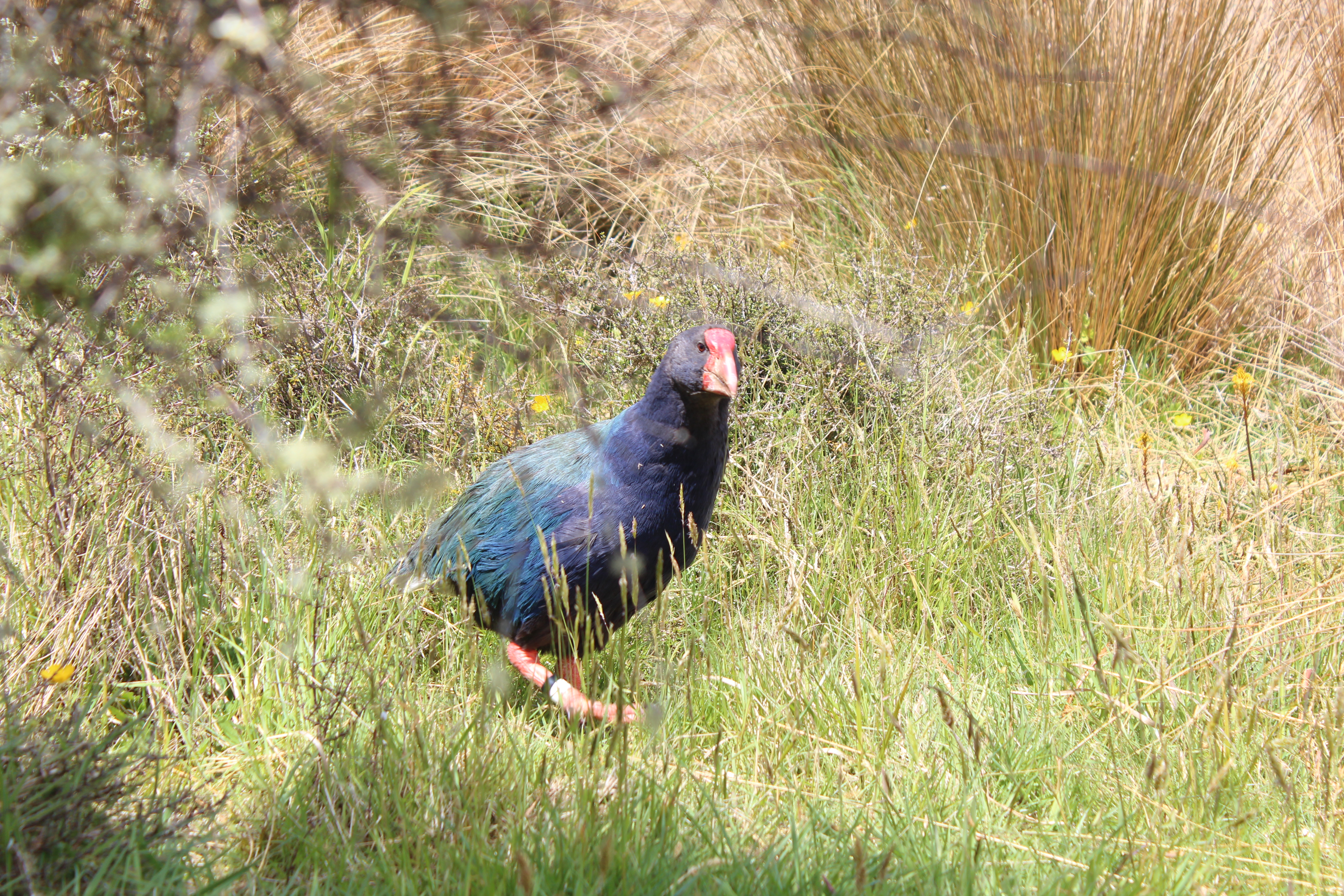 IMG_1119 | Conservation blog