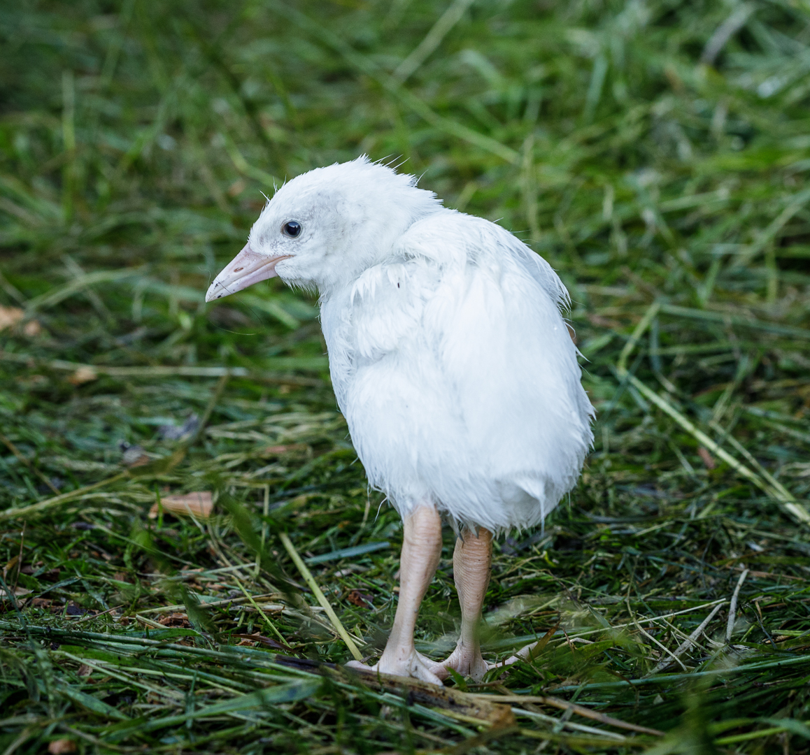 Photo of the week: White weka | Conservation blog