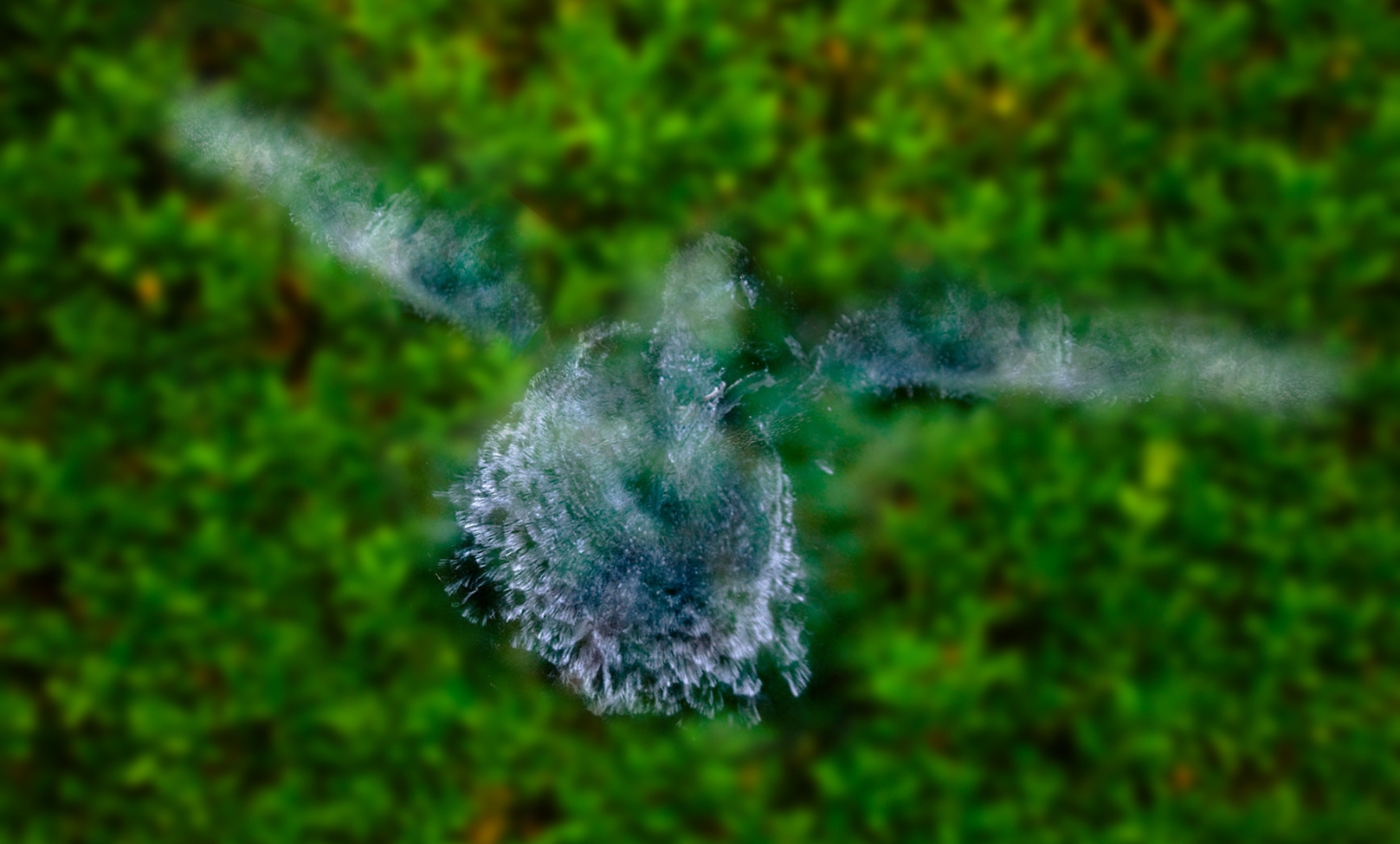 The impacts of window strike on our native birds | Conservation blog