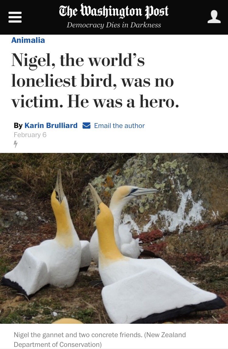Nigel: The gannet who stole our hearts | Conservation blog