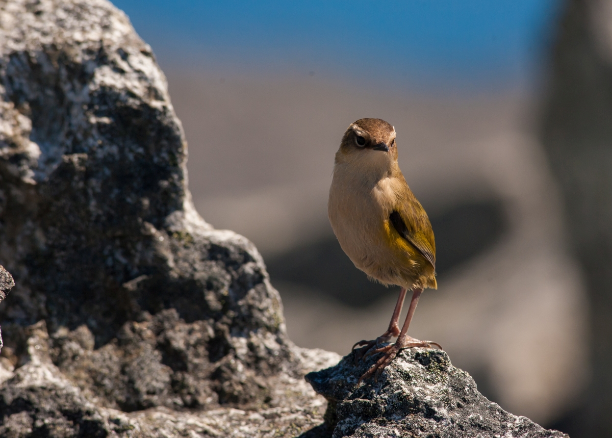 Monitoring rock wren in an alpine world | Conservation blog