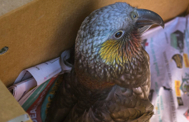 kaka-chicks-3 | Conservation blog