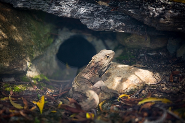 10 creatures you might spot on a walk in New Zealand | Conservation blog
