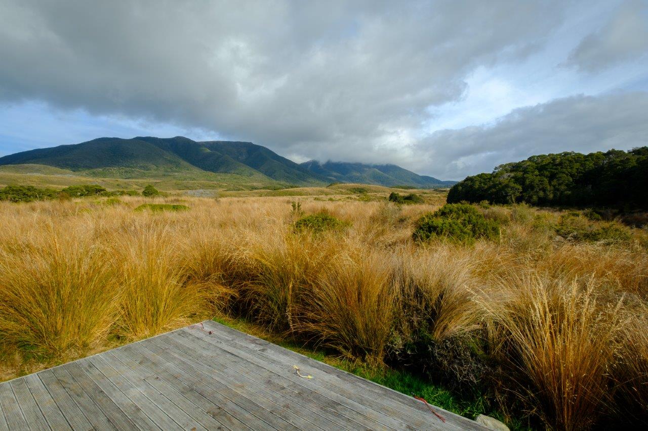 Red tussocks are worthy of admiration | Conservation blog