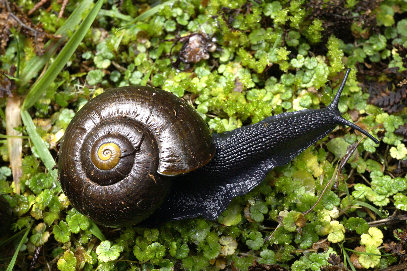 The great Northern Ruahines snail hunt | Conservation blog