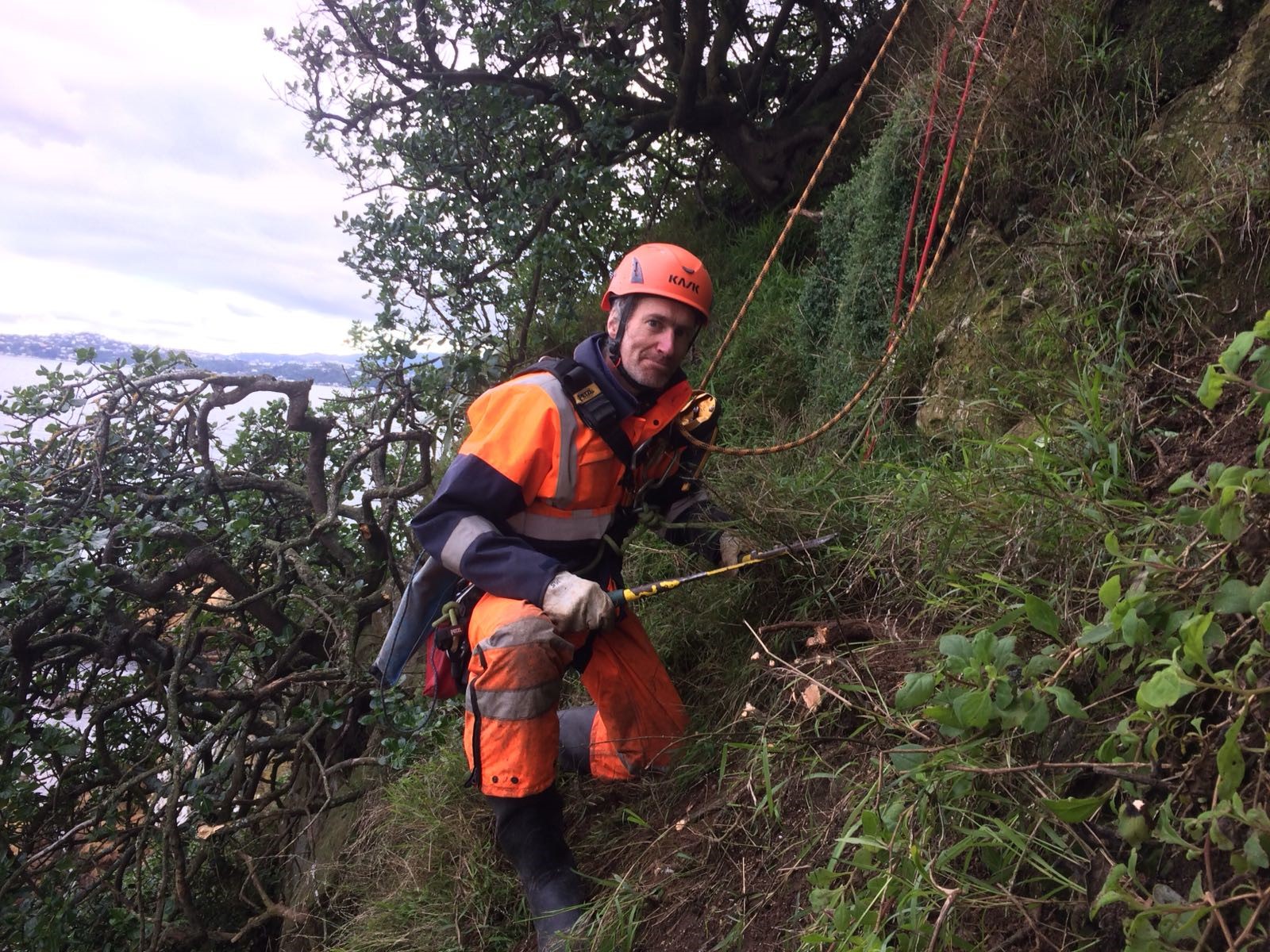 Warding off the weeds on Mākaro island | Conservation blog