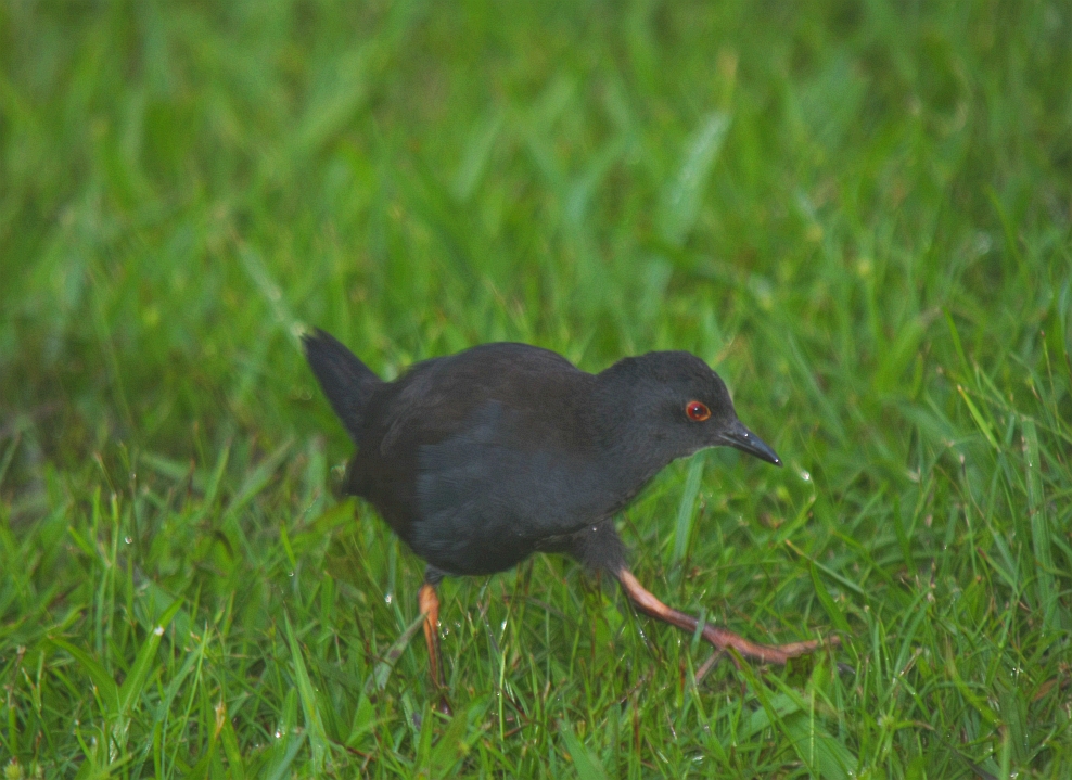 Spotless crake: the wetland indicator | Conservation blog