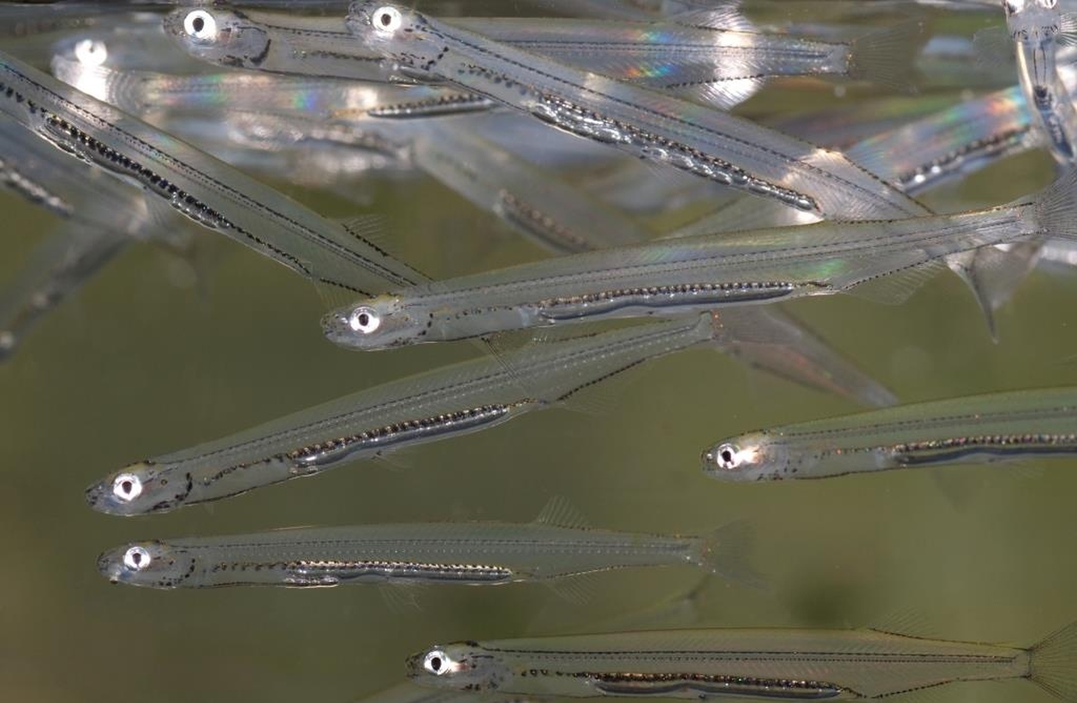 There’s more to whitebait than fritters | Conservation blog