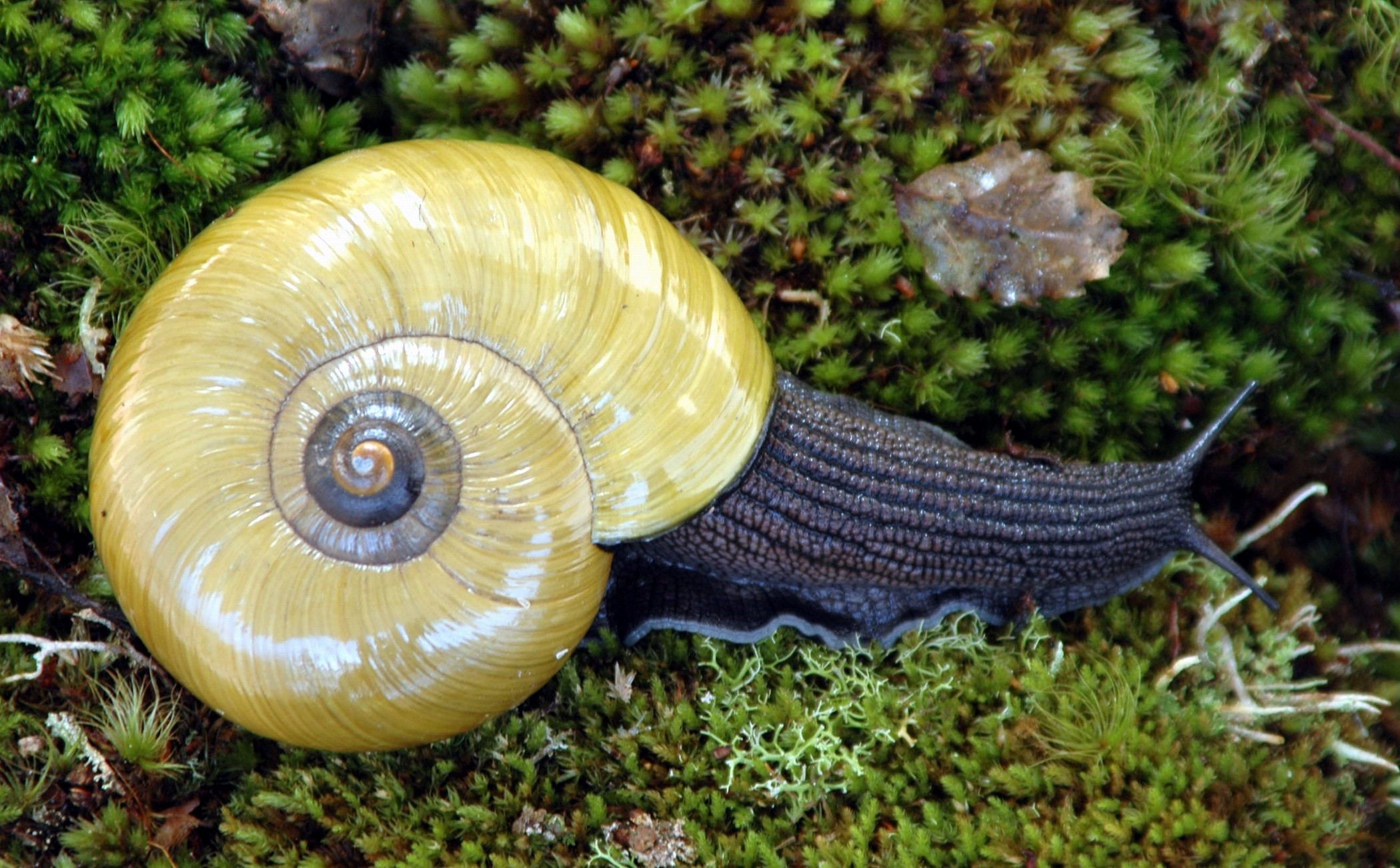 Sound of Science: Saving our snails | Conservation blog