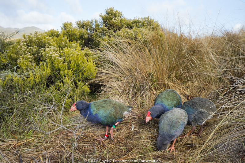 The rediscovery of the takahē – seventy years on | Conservation blog