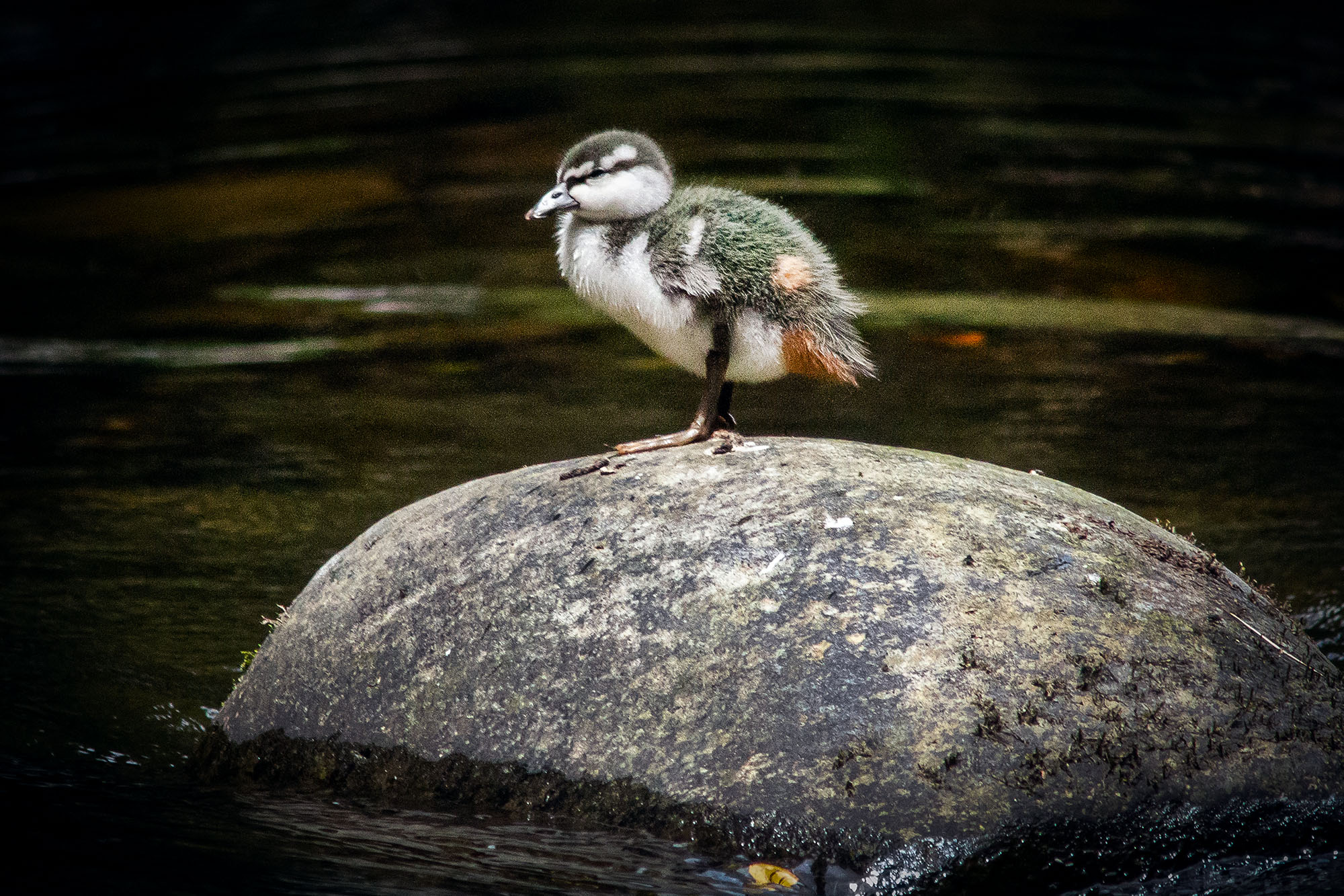 Rangers celebrate 100 whio ducklings on Valentine’s | Conservation blog