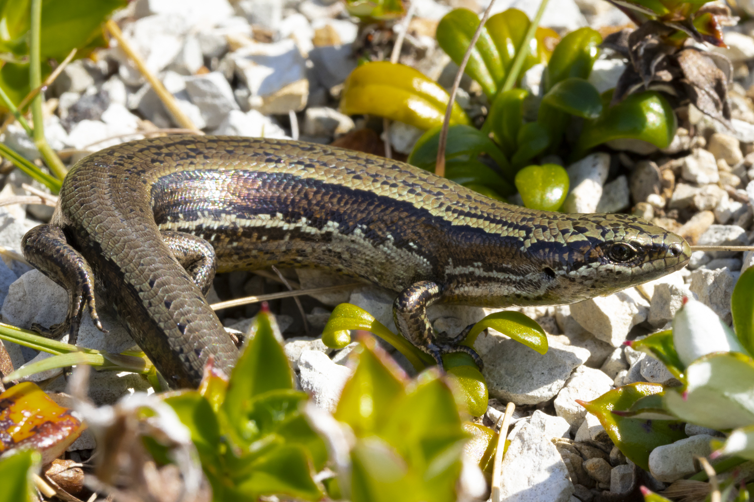 New population of Te Kakahu skink, Fiordland’s rarest skink ...